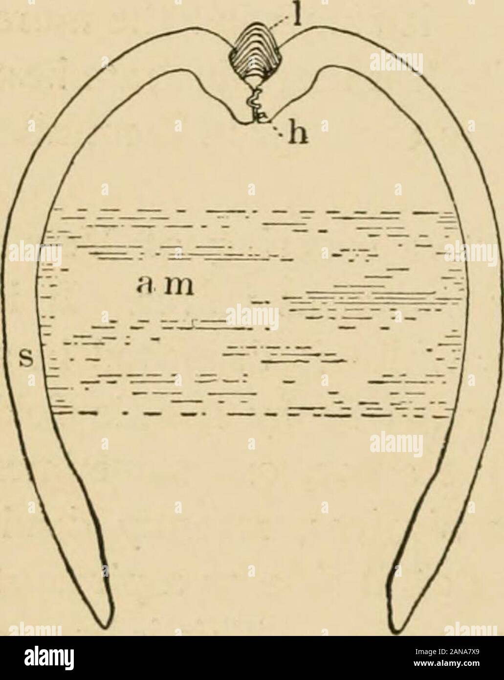 Shell-fish industries . other. The endsof these muscles, severed from ...