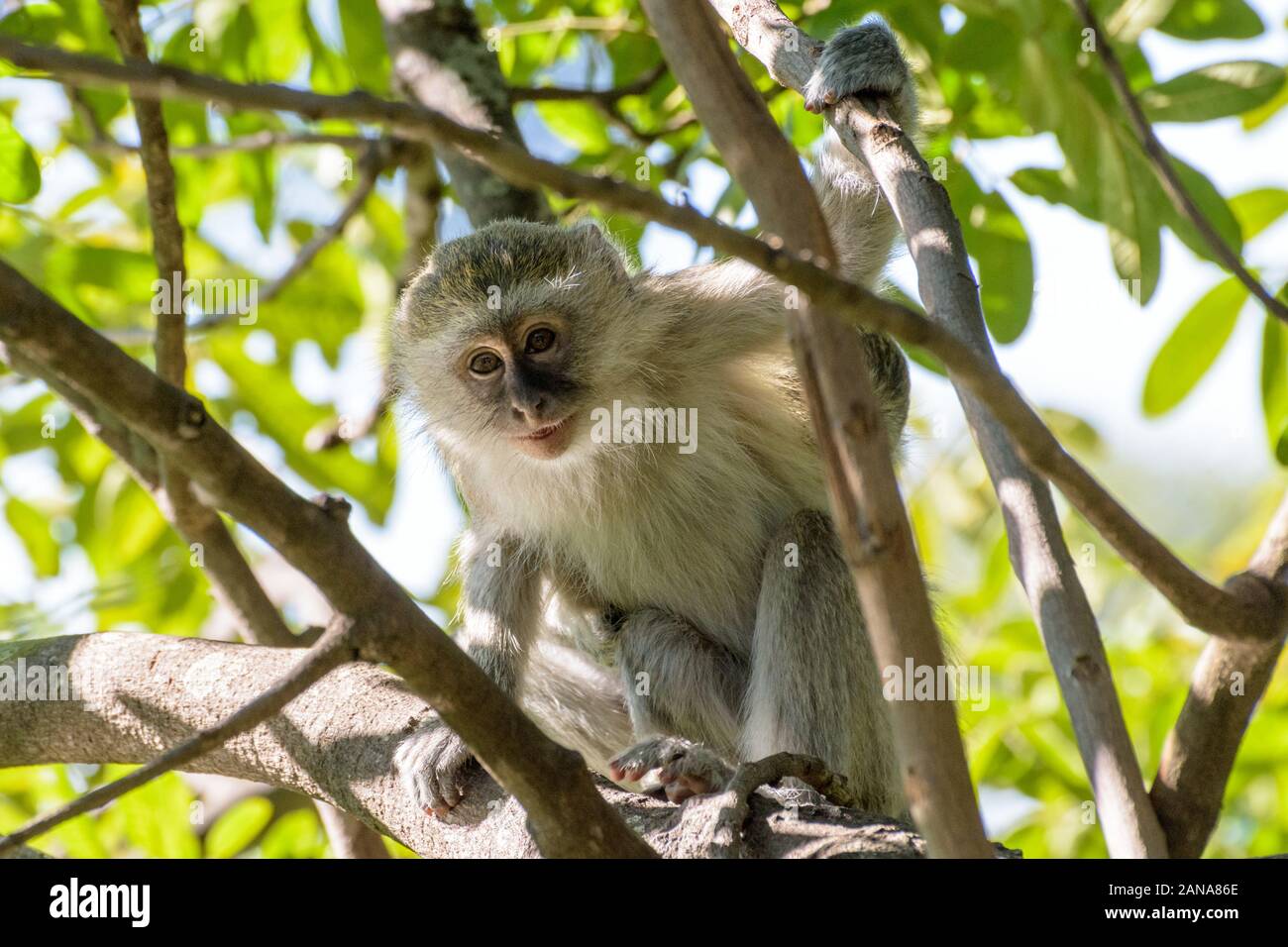 Very young monkey hi-res stock photography and images - Alamy