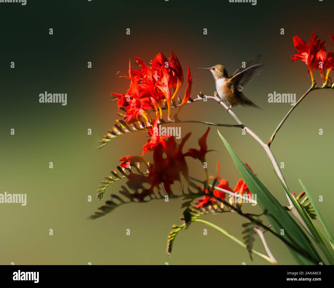 Hummingbird plants hi-res stock photography and images - Alamy