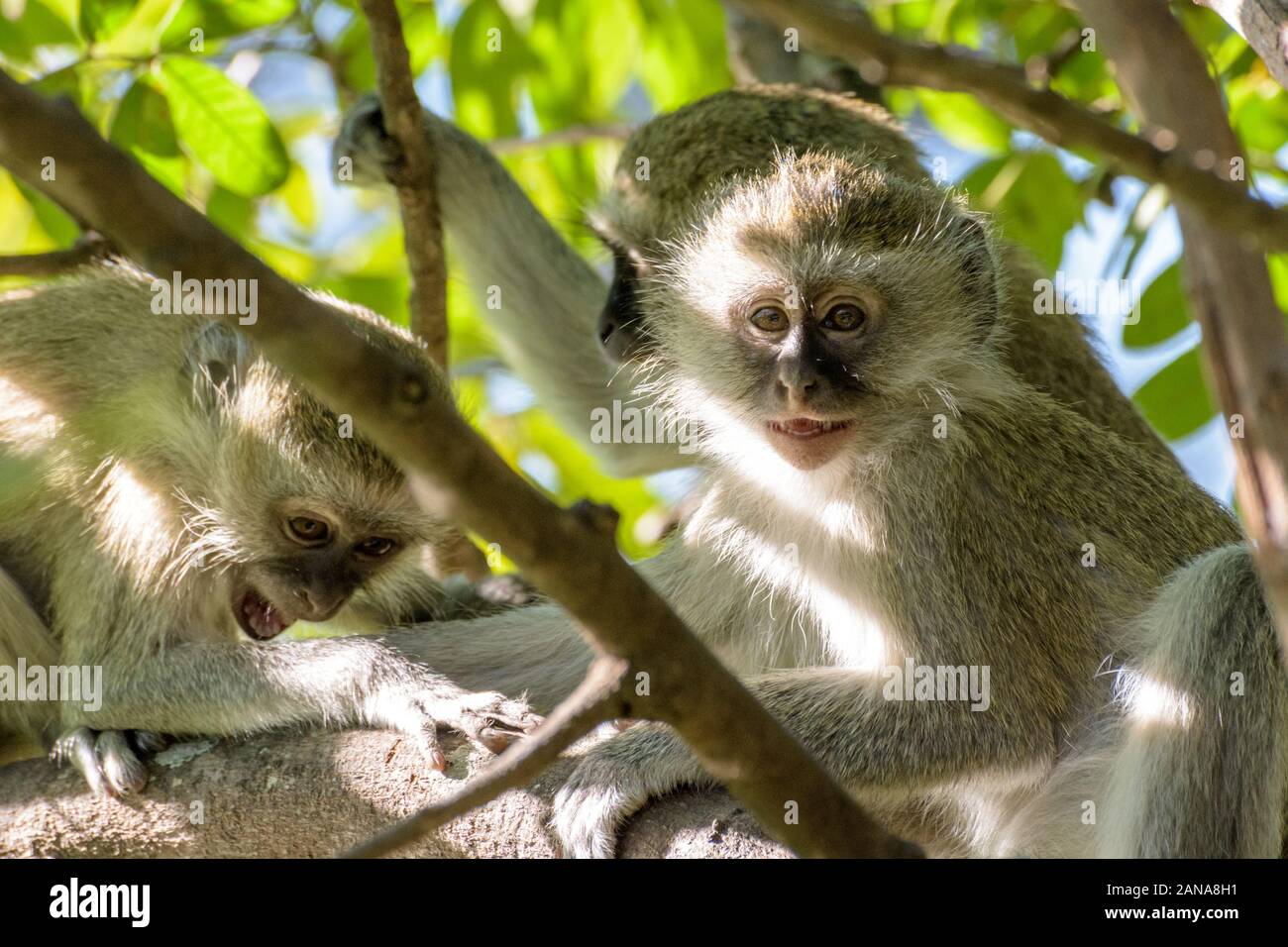 Monkeys young hi-res stock photography and images - Alamy