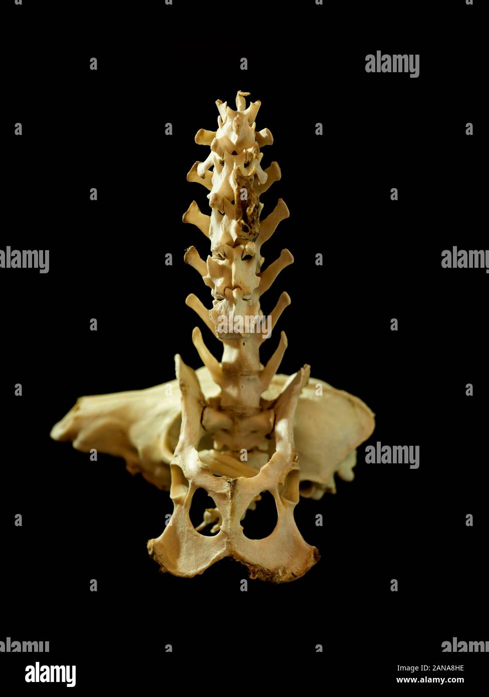 Animal Spine Bones