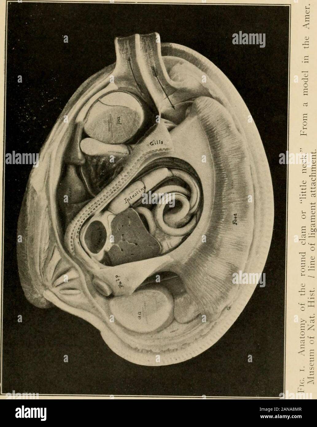 Fossil clams hi-res stock photography and images - Alamy