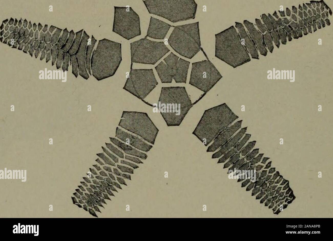 North American index fossils, invertebrates . Fig. 19CX). Ichthyocrinus ...
