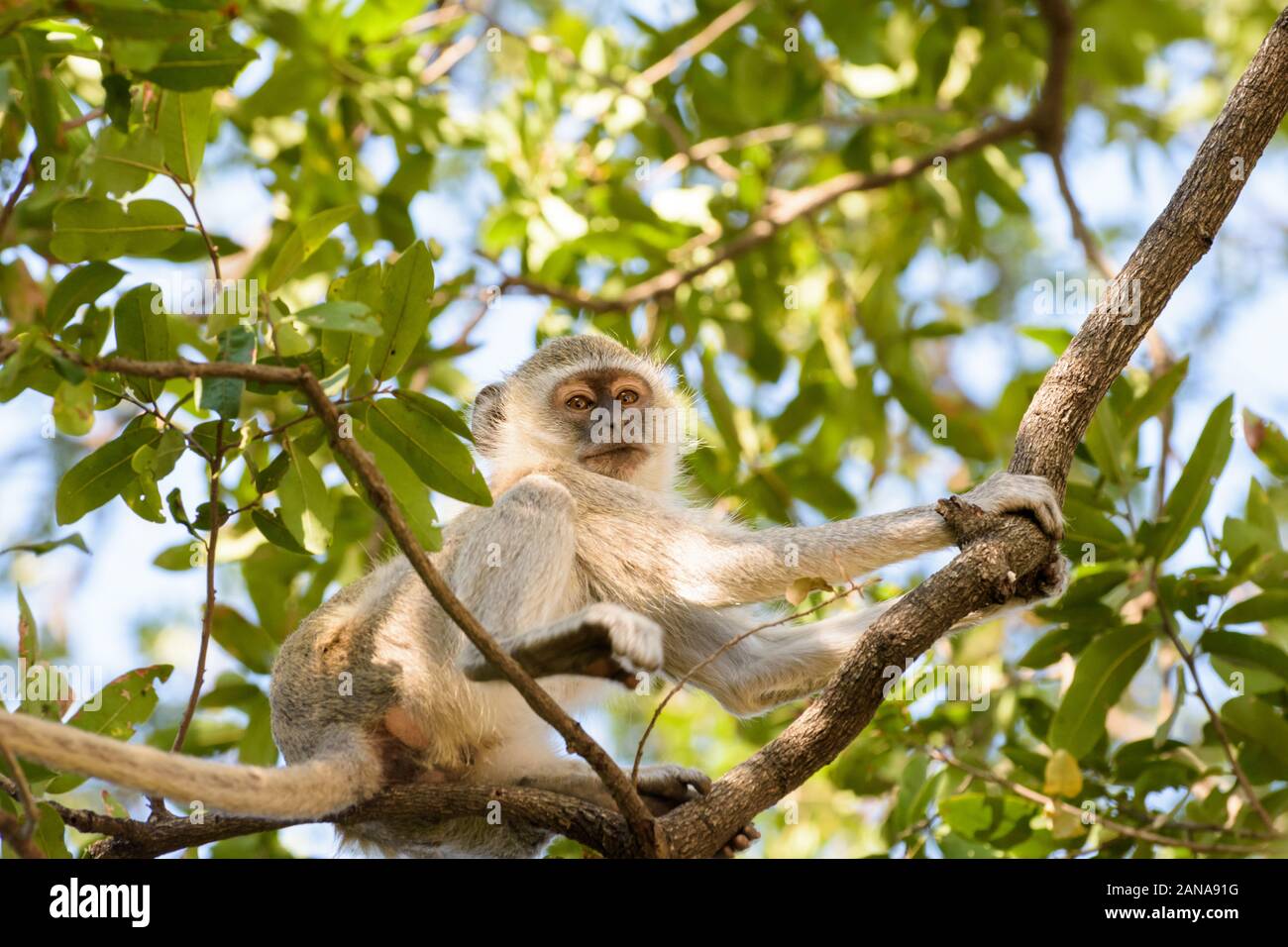 Monkey tree zambia hi-res stock photography and images - Alamy