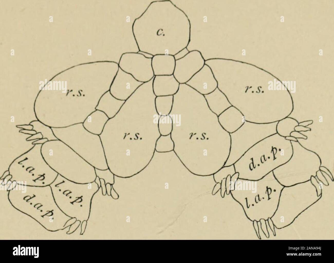 Abactinal plates hi-res stock photography and images - Alamy