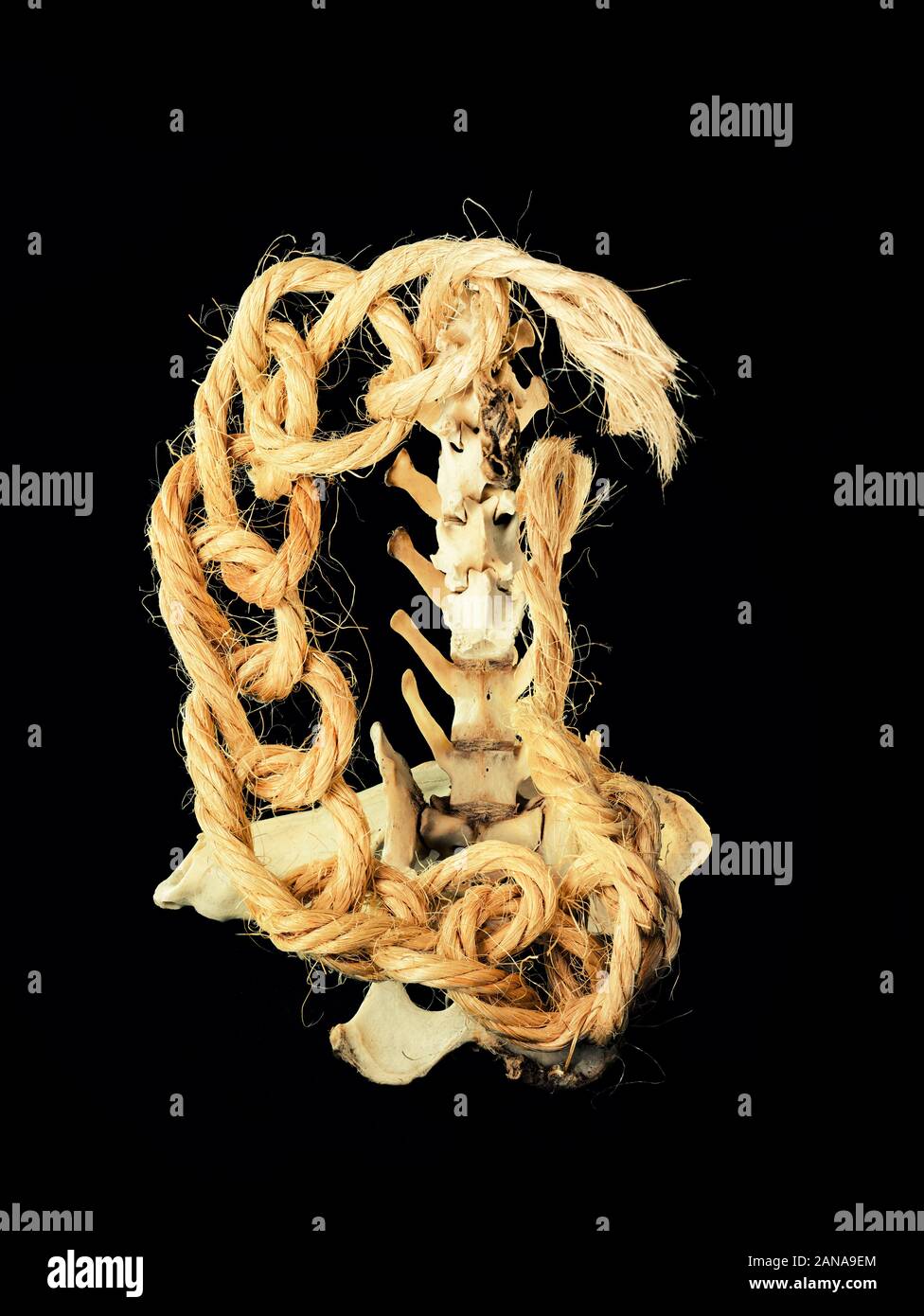 Rope trussed animal skeleton abstract death concept photograph Stock ...