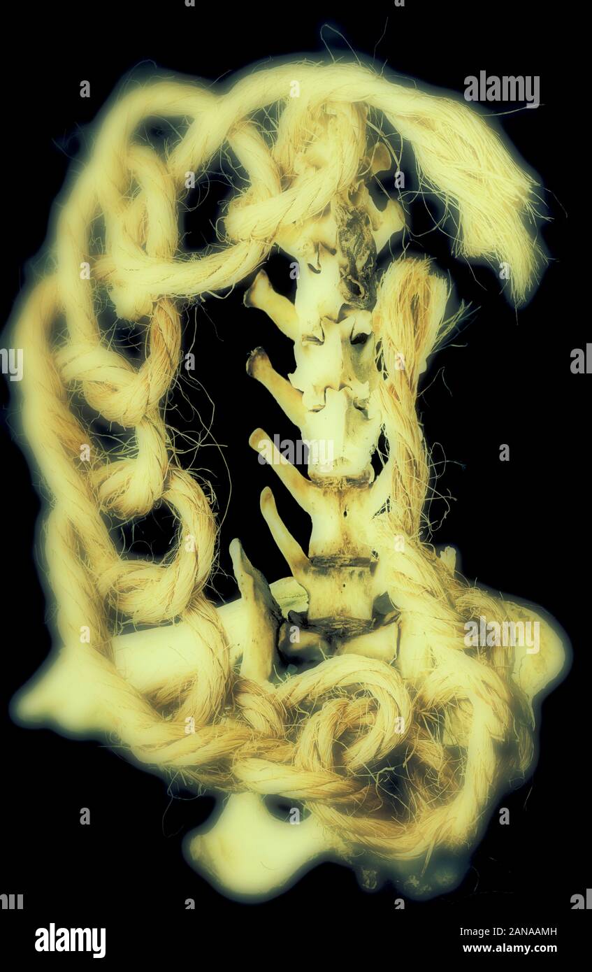 Rope trussed animal skeleton abstract death concept photograph Stock ...