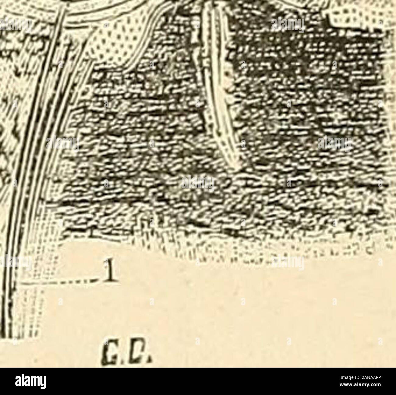 Colonne humaine hi-res stock photography and images - Alamy