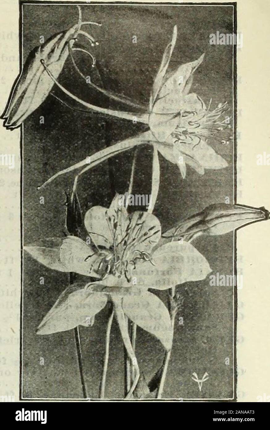 Vaughan's book for florists . BLEEDING HEART Dielytra) AQUILEG1A or ...