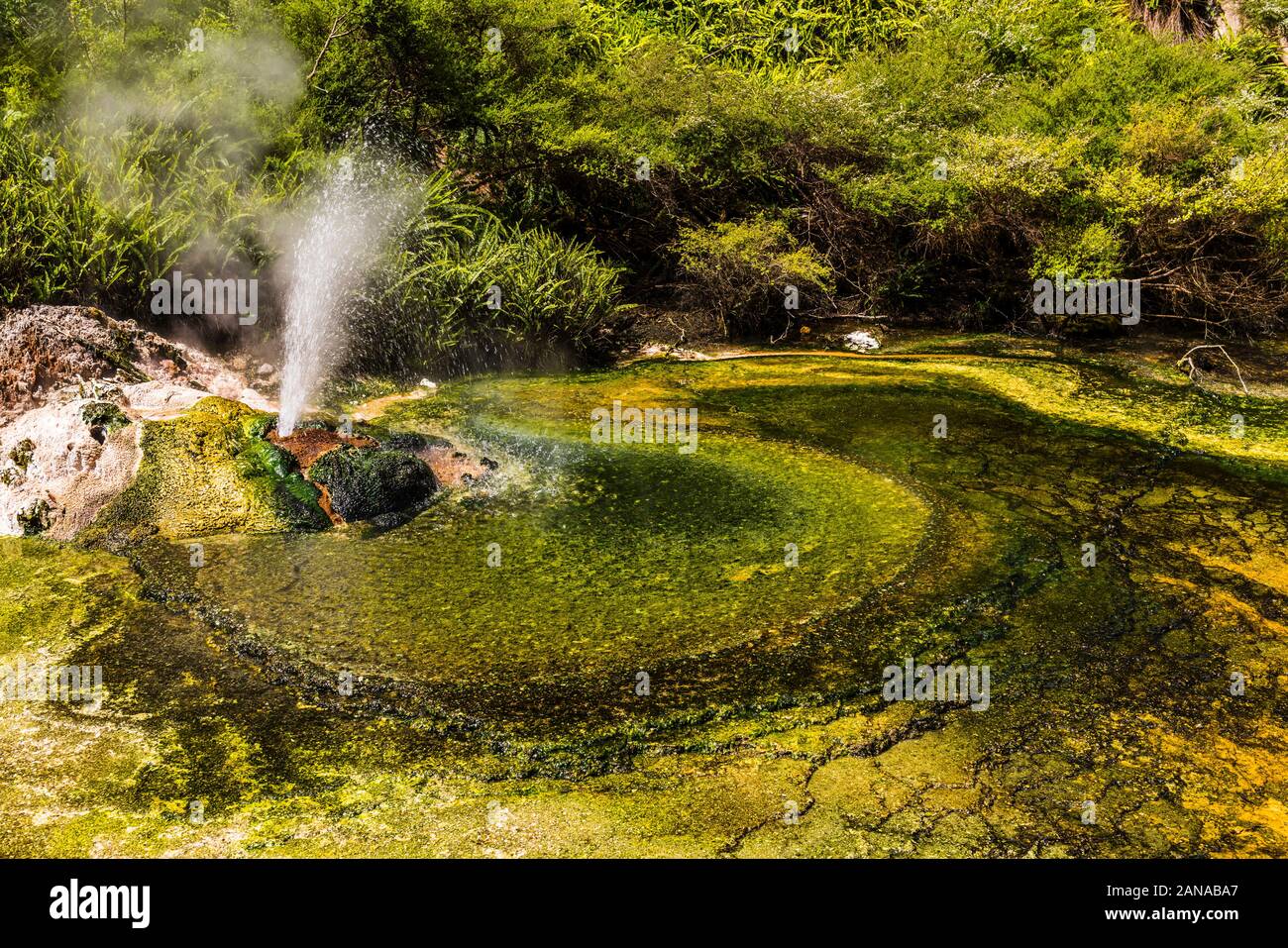 Hot water spring at Waimangu Volcanic Valley, Rotorua, Bay of Plenty ...