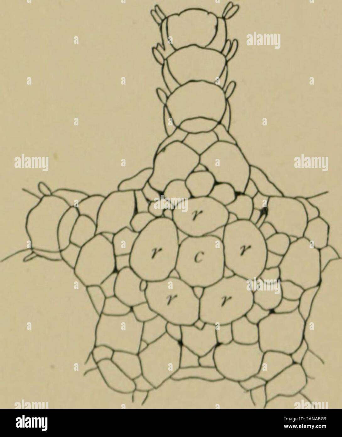 Basals hi-res stock photography and images - Alamy