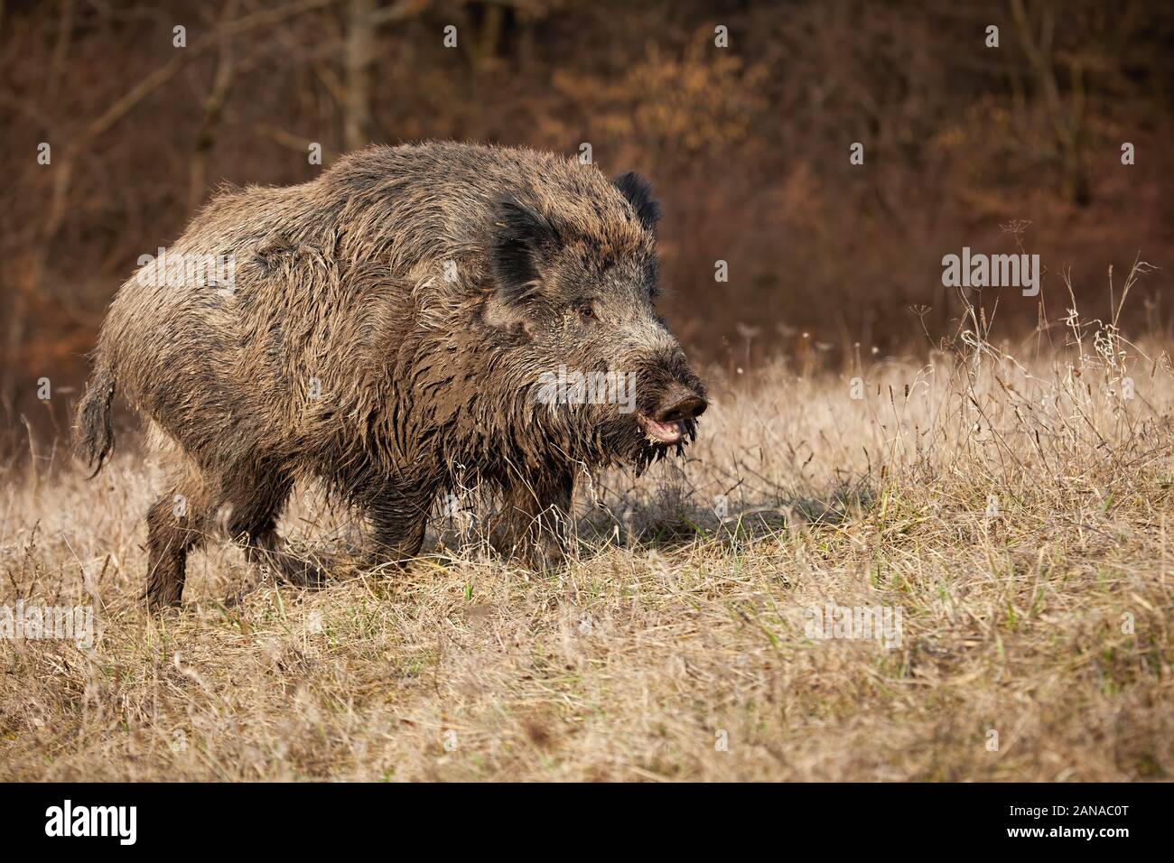 Huge wild boar with open mouth on a meadow with dry grass Stock Photo ...