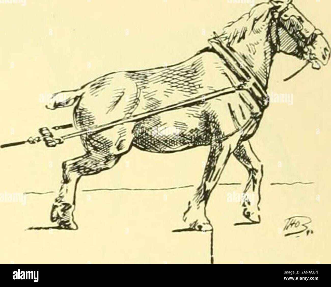 The points of the horse : a familiar treatise on equine conformation ...