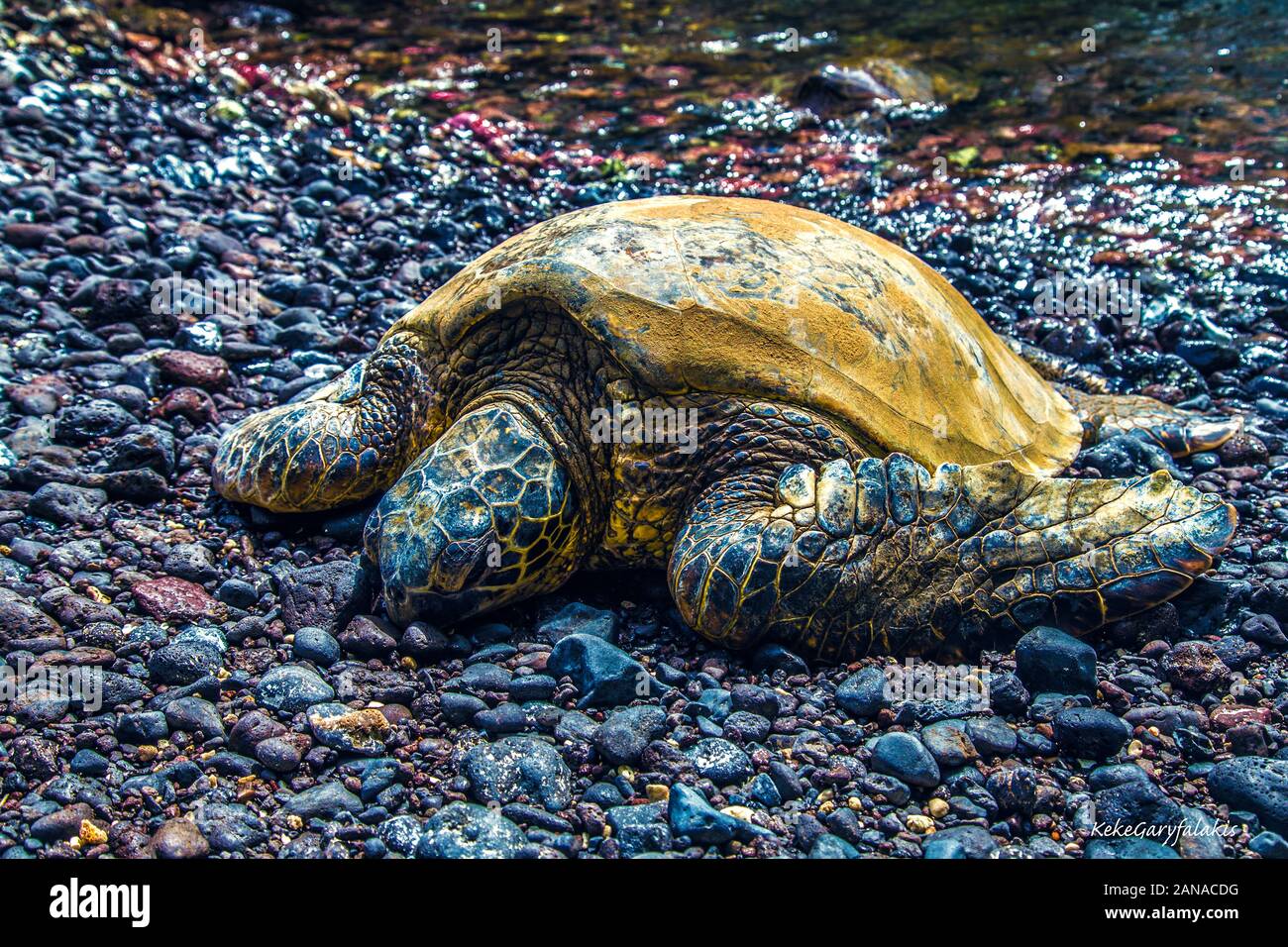 Turtle trips hi-res stock photography and images - Alamy