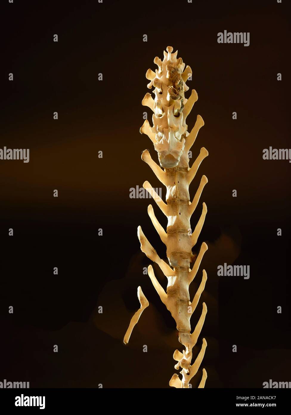 Still-life of skull, bones, alluding to death and other nefarious deeds ...