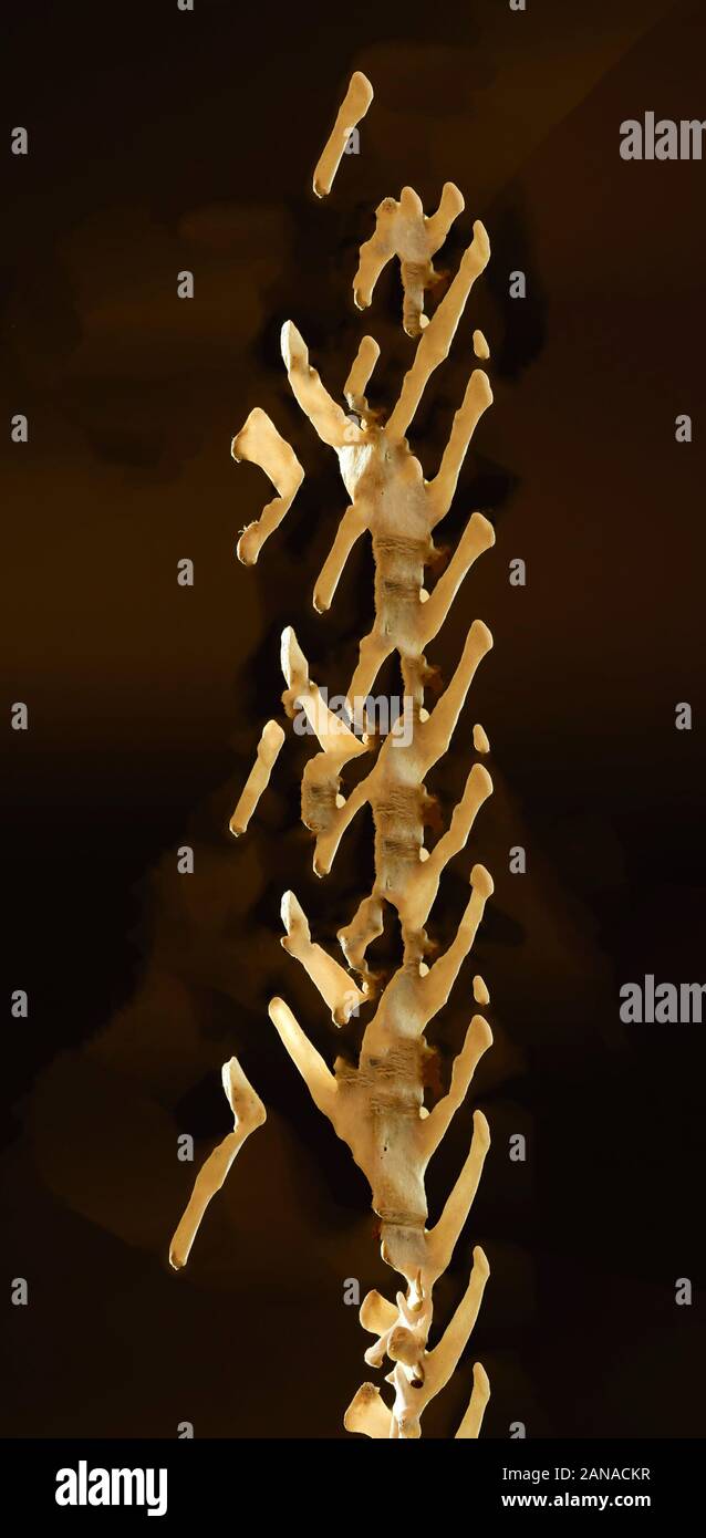 Still-life of skull, bones, alluding to death and other nefarious deeds ...