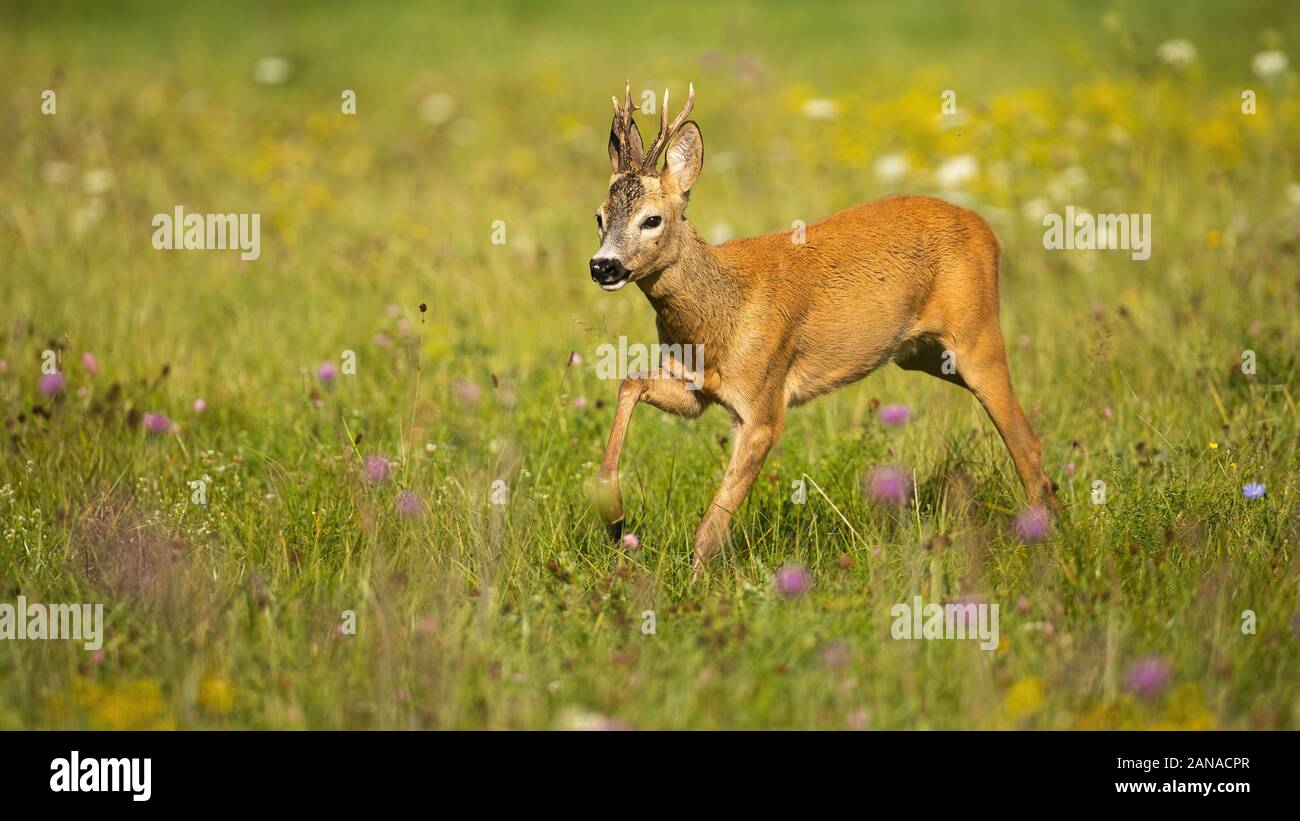 Animal running low hi-res stock photography and images - Alamy