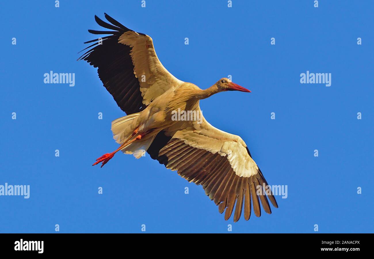 Stork flying with eyes closed and legs crossed on blue background Stock ...