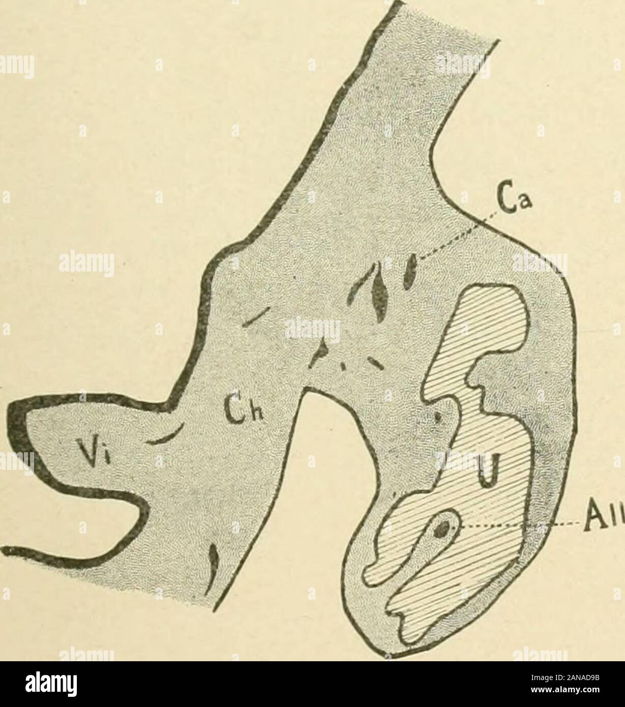 The American journal of anatomy . Fig. 8.. Fig. 9 Stock Photo - Alamy