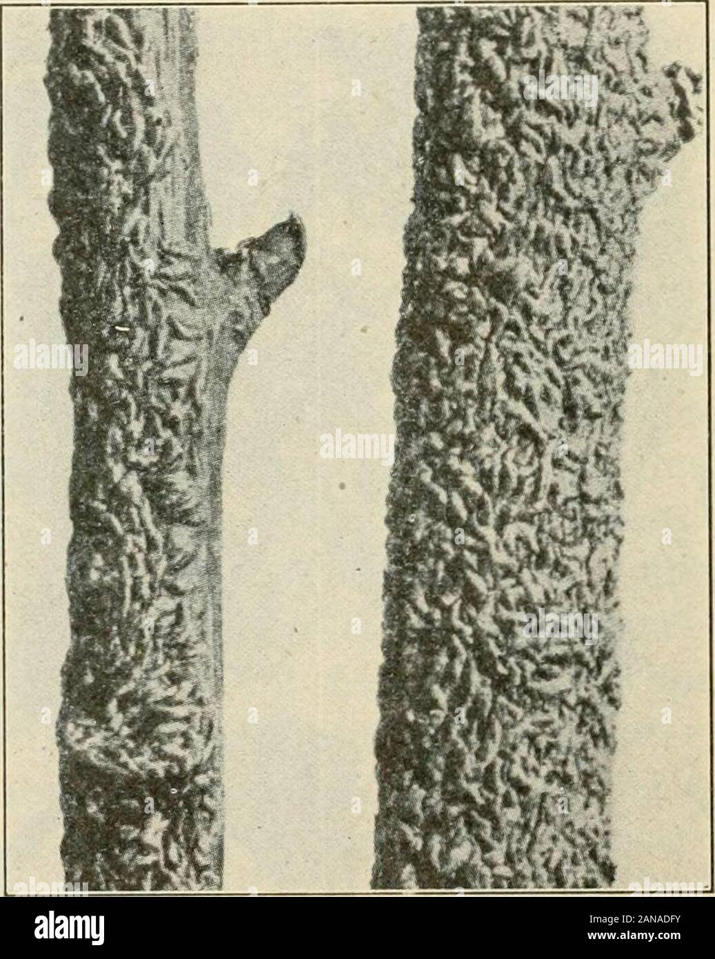 Notorious fungi hi-res stock photography and images - Alamy