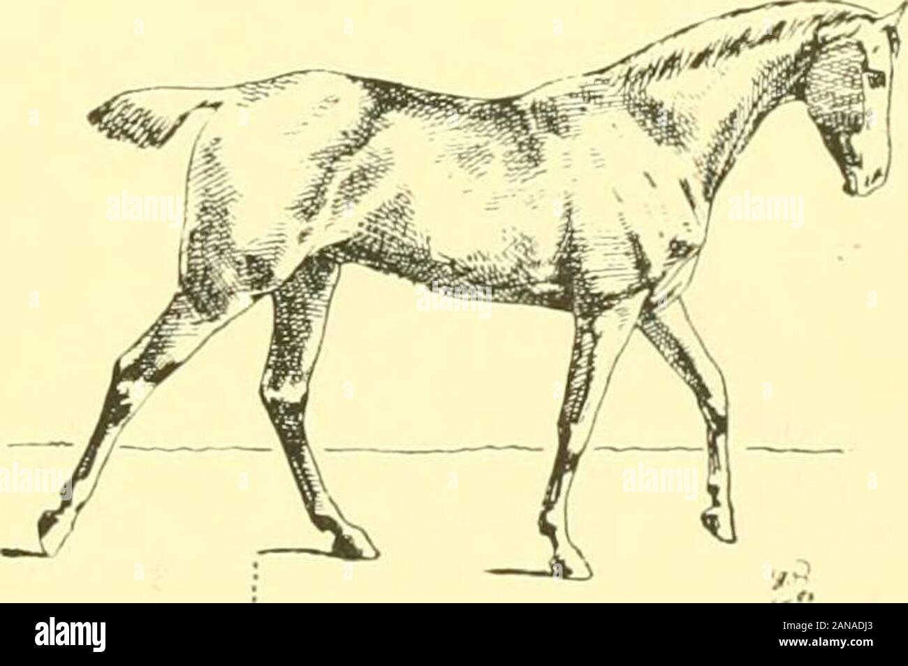 The points of the horse : a familiar treatise on equine conformation ...
