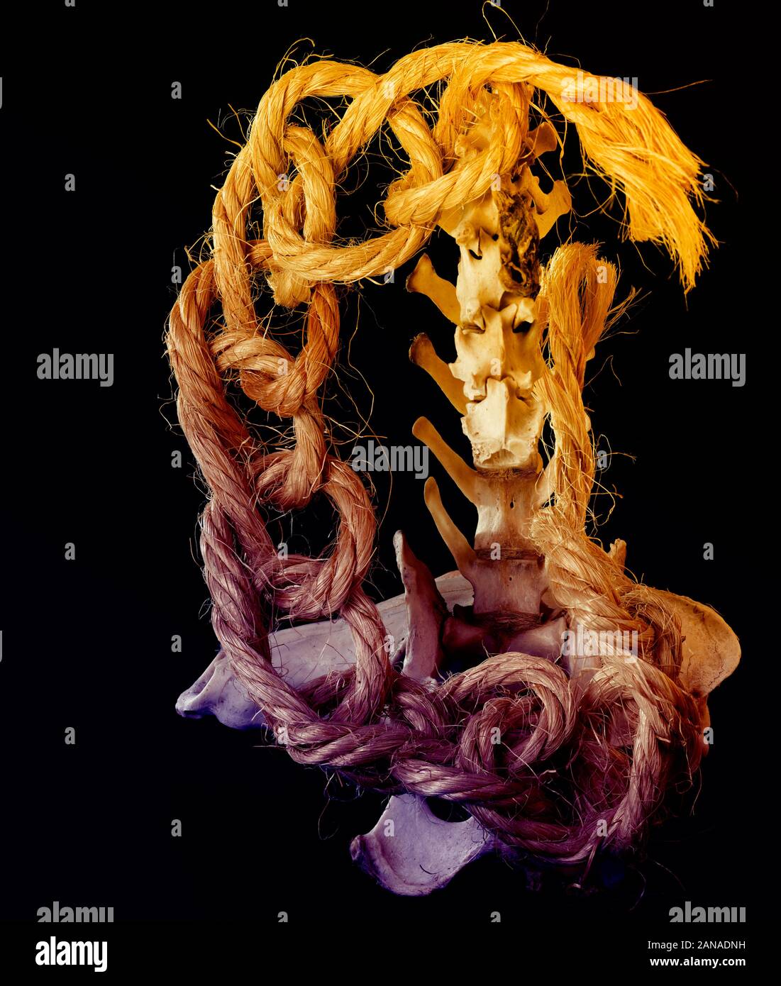 Still-life of skull, bones, alluding to death and other nefarious deeds ...