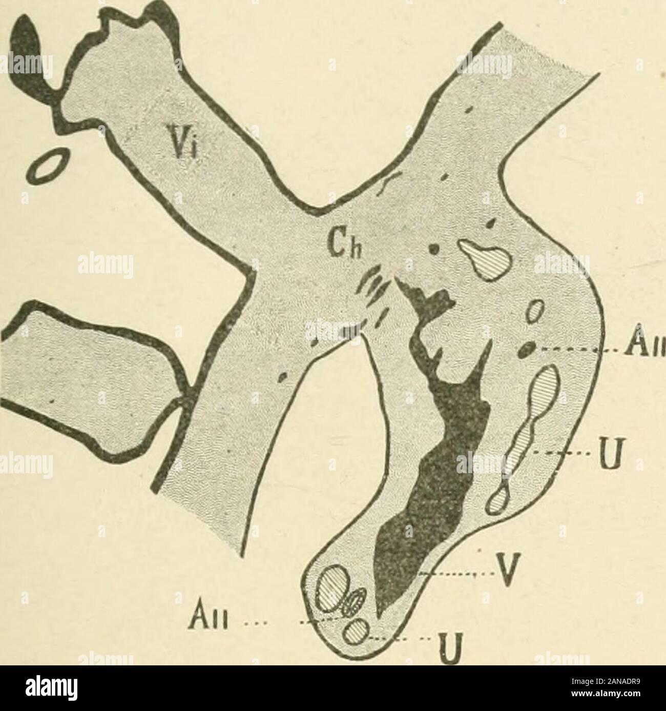 The American journal of anatomy . 5- Outline of section to show size of ...