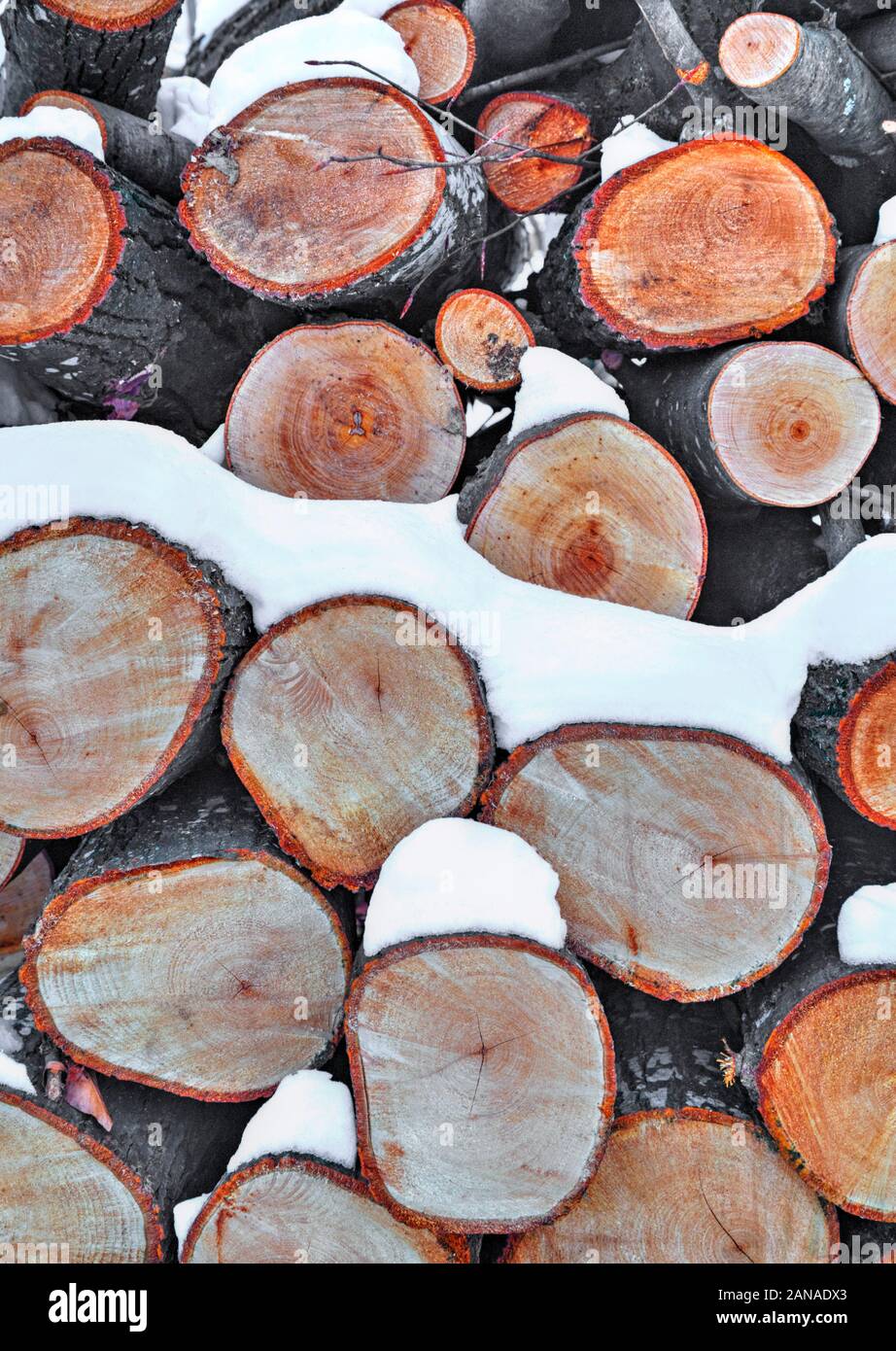 A background of fresh cut timber in the winter forest Stock Photo - Alamy