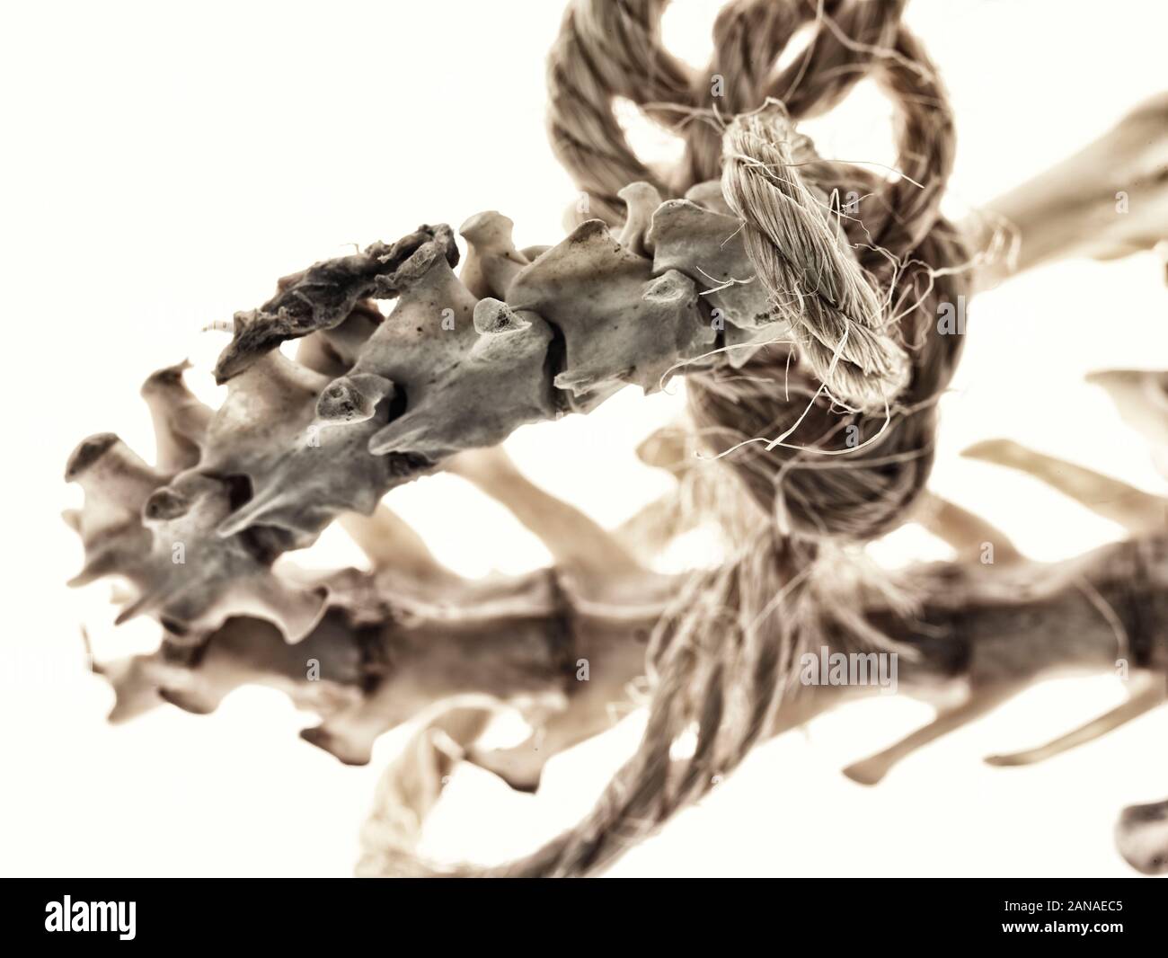 Still-life of skull, bones, alluding to death and other nefarious deeds ...