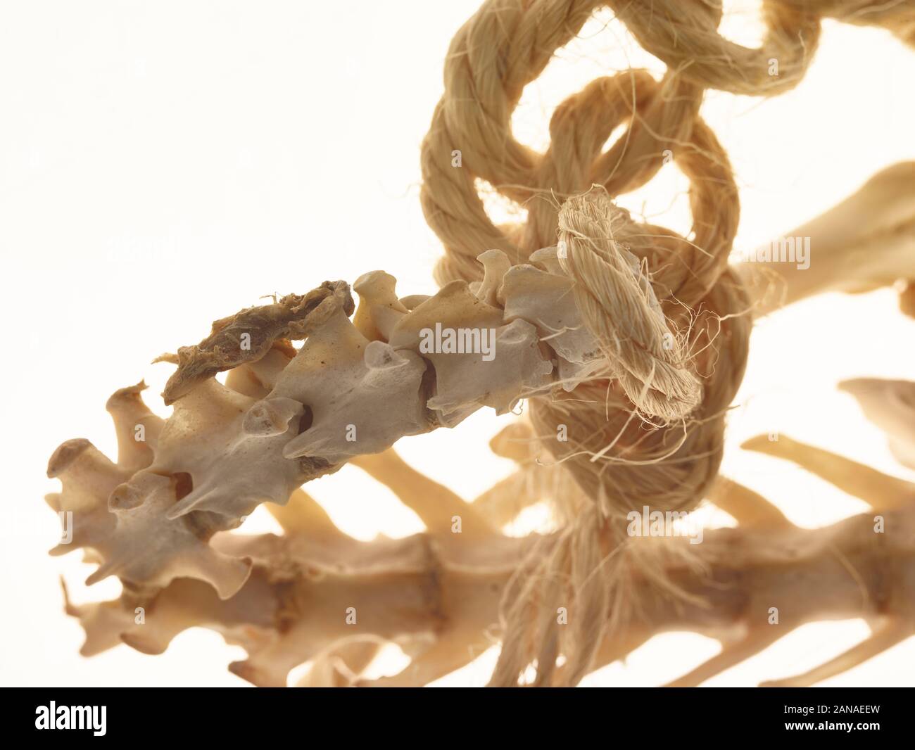 Still-life of skull, bones, alluding to death and other nefarious deeds ...