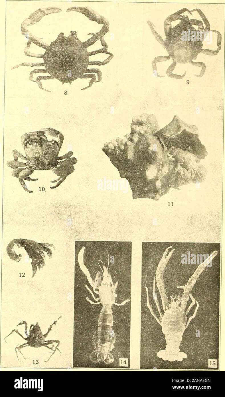 Journal of entomology and zoology . tide pools. Alpheus {Crayon ...