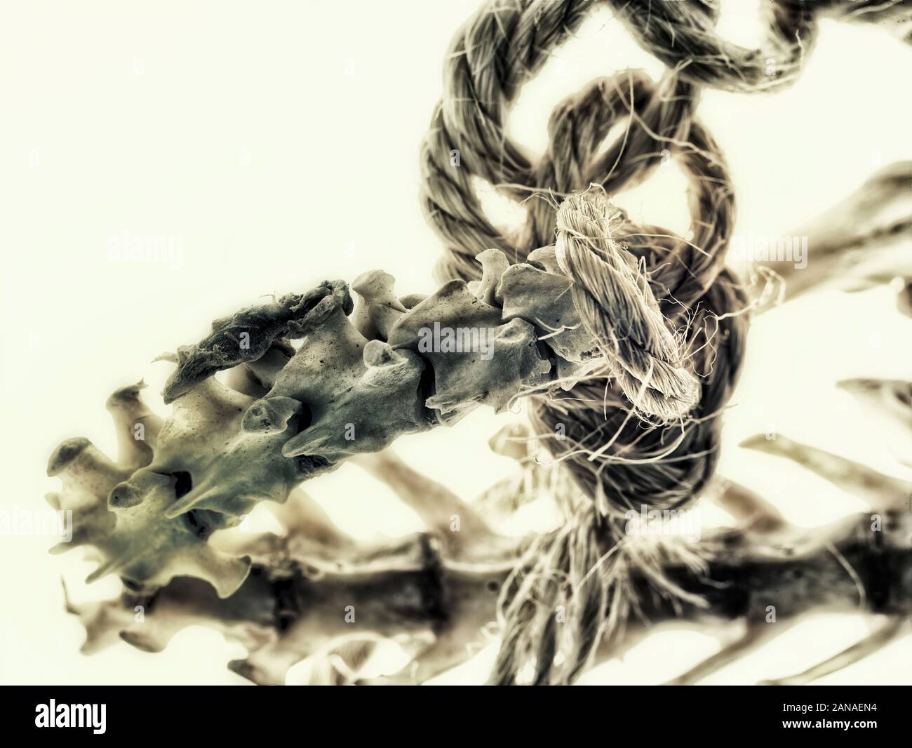 Still-life of skull, bones, alluding to death and other nefarious deeds ...