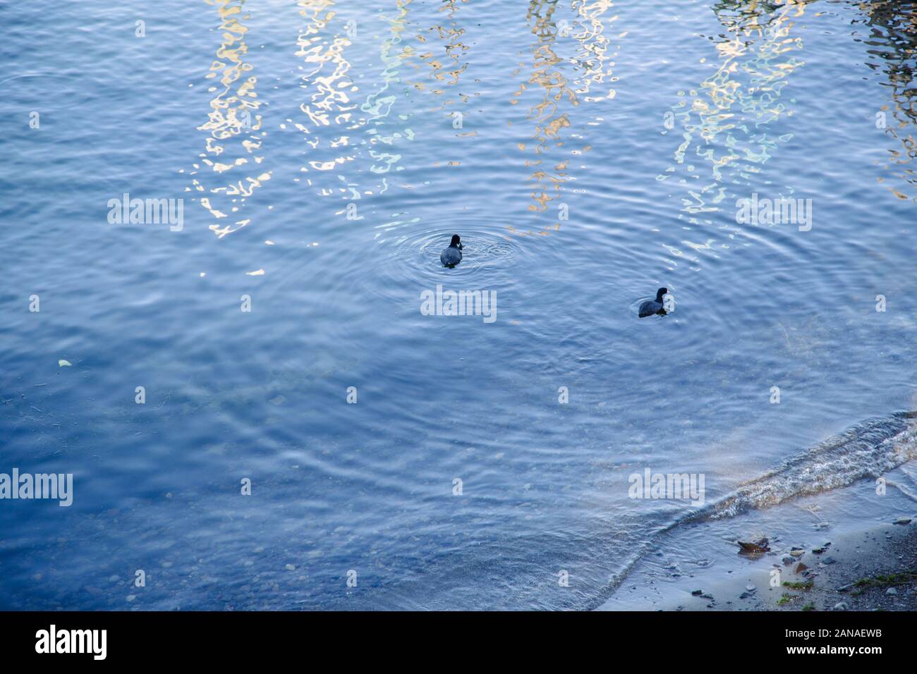 Ducks swimming in Lake Atitlan Guatemala Stock Photo - Alamy