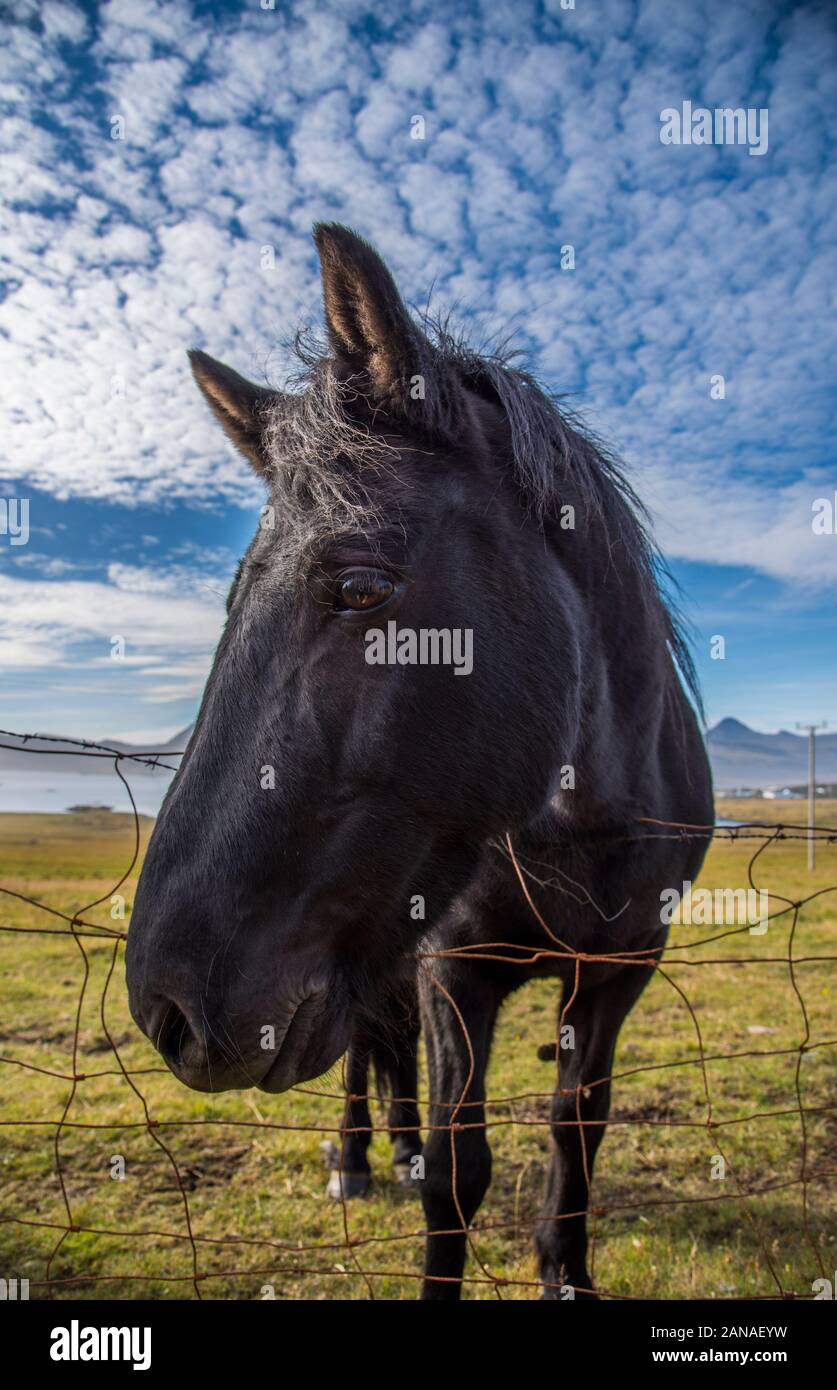 Random horse on the ringroad in Iceland Stock Photo - Alamy
