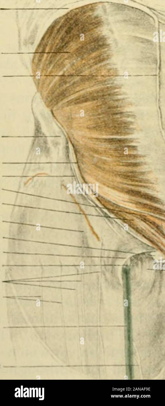 Saphenous opening hi-res stock photography and images - Alamy