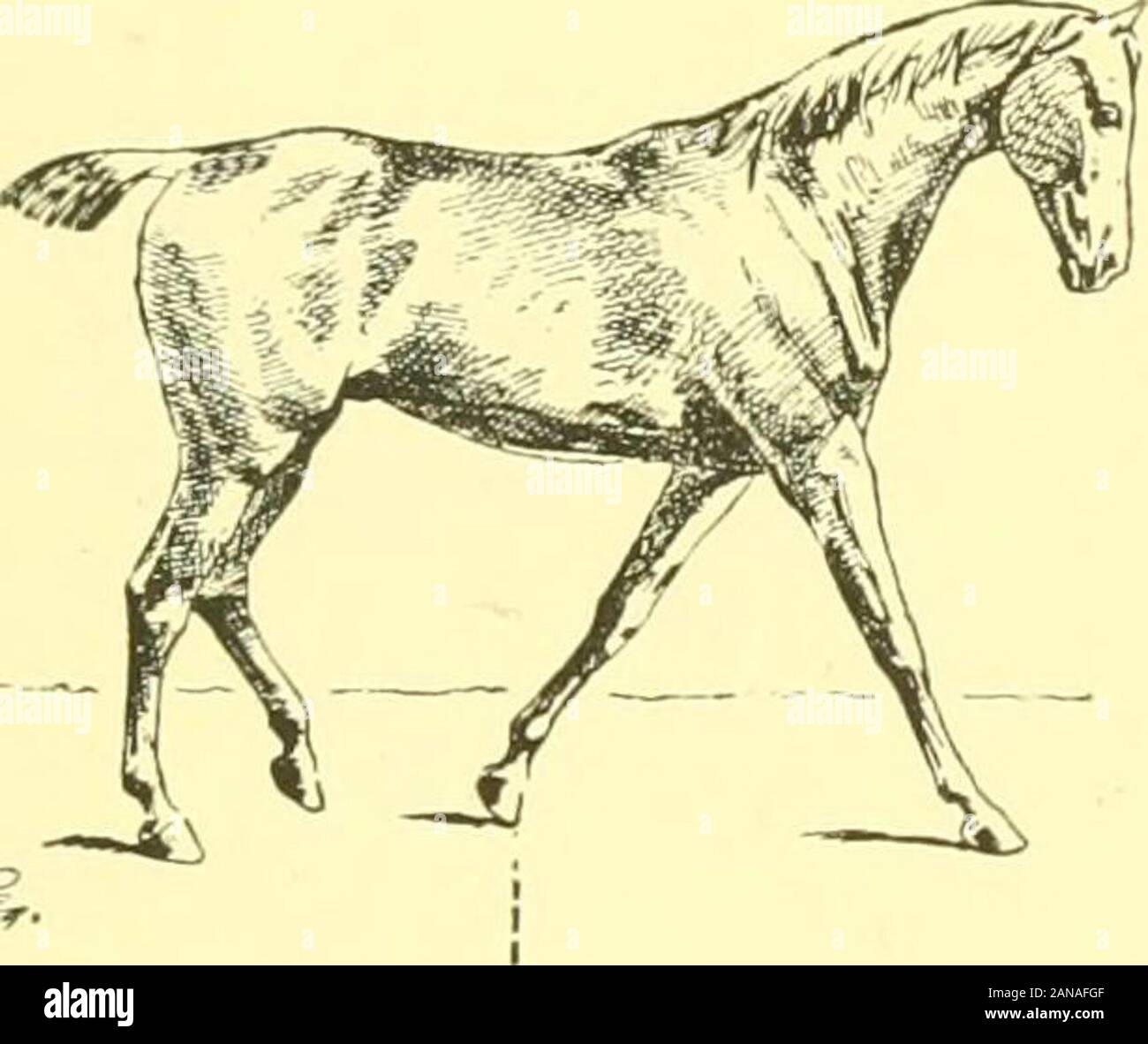 The points of the horse : a familiar treatise on equine conformation ...