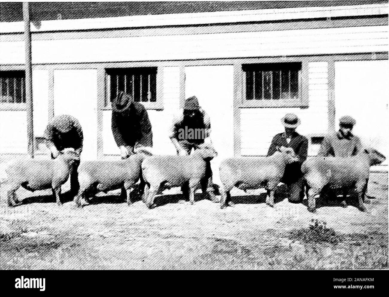 Mixture of sheep breeds Black and White Stock Photos & Images - Alamy