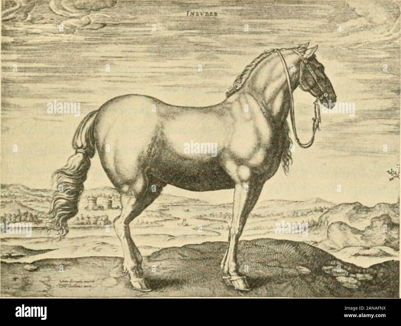 The origin and influence of the thoroughbred horse . the 16th century ...