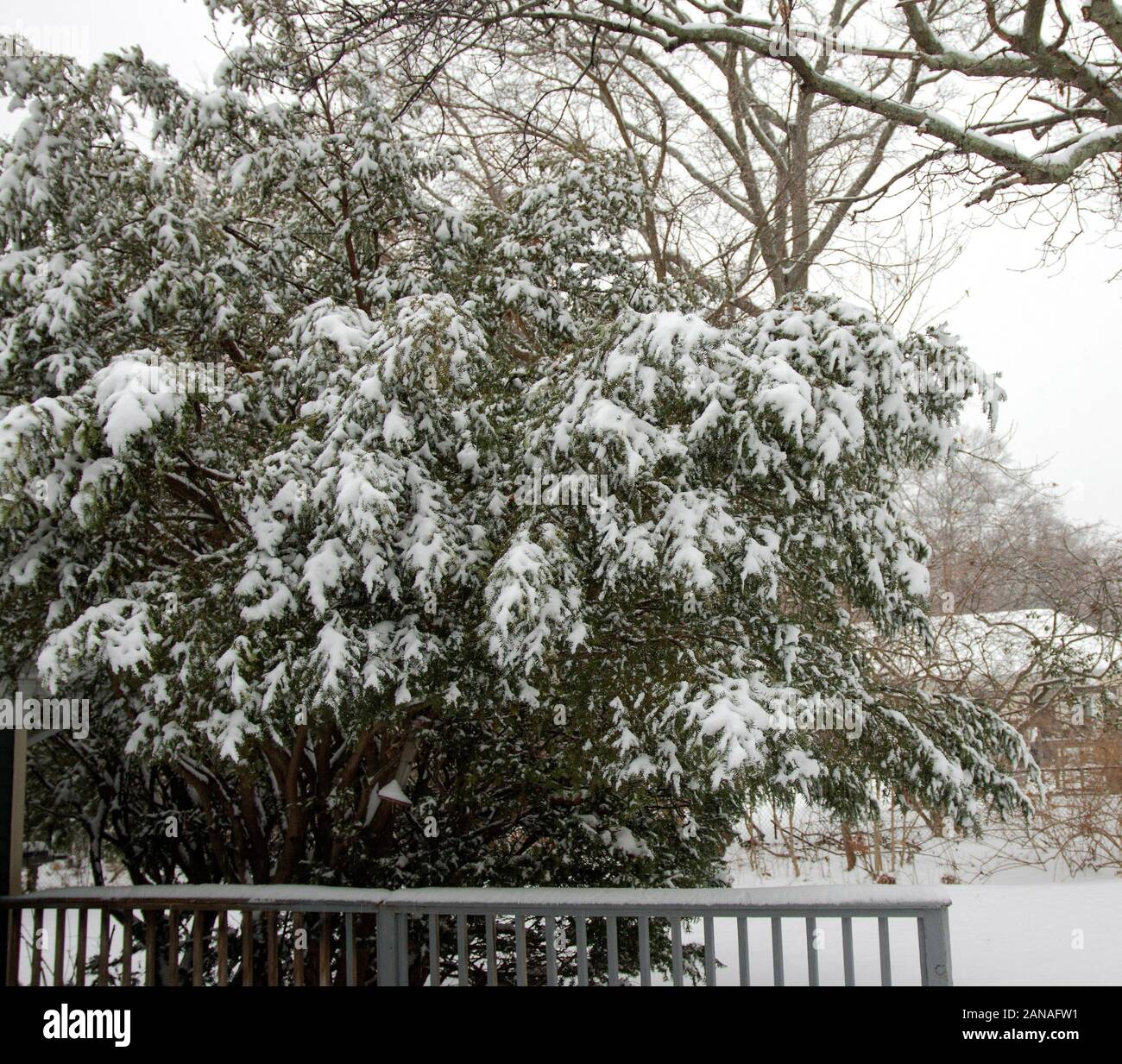 Backyard in first snow hi-res stock photography and images - Alamy