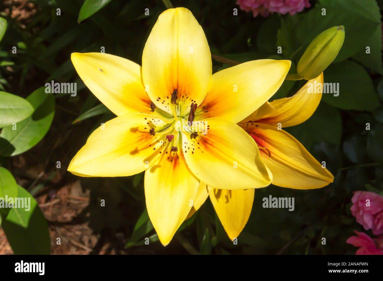 Tiger lily flower hi-res stock photography and images - Alamy