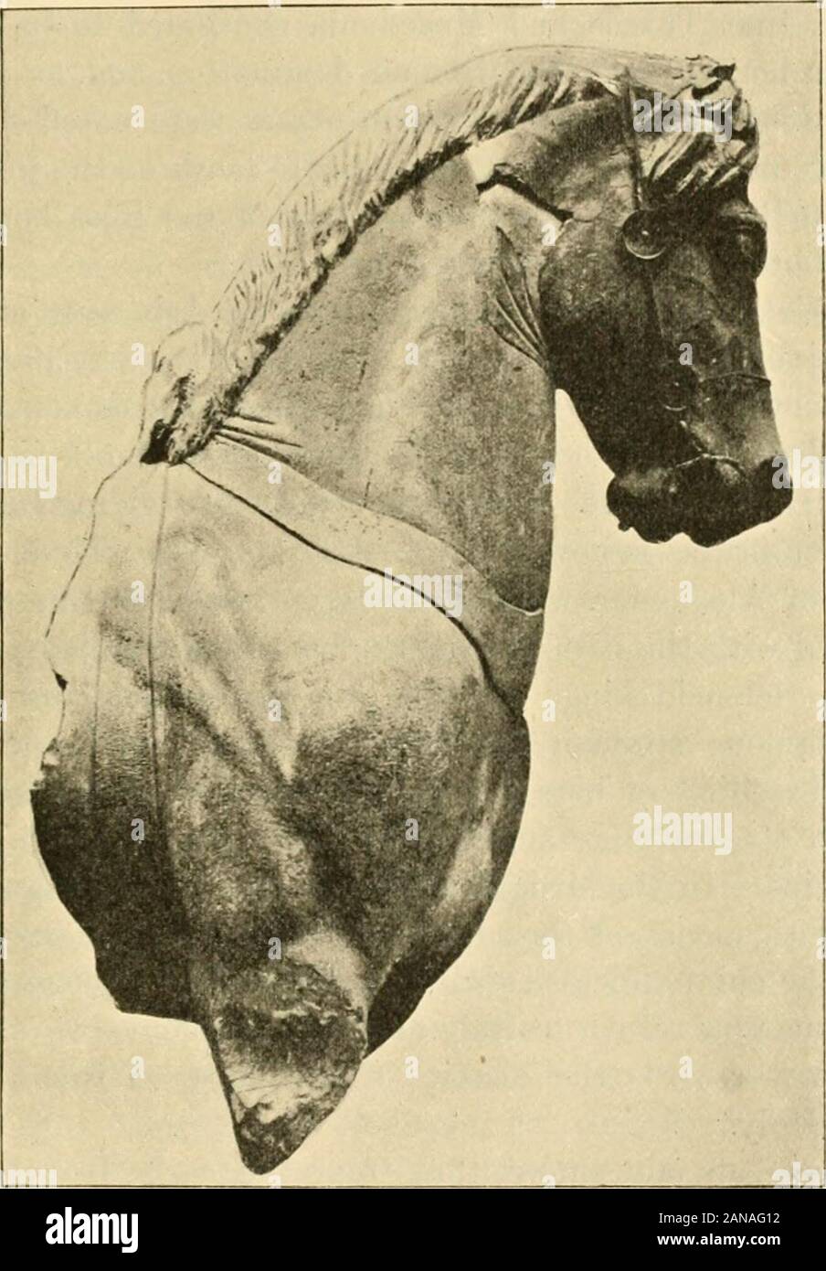 The origin and influence of the thoroughbred horse . uld appear that ...