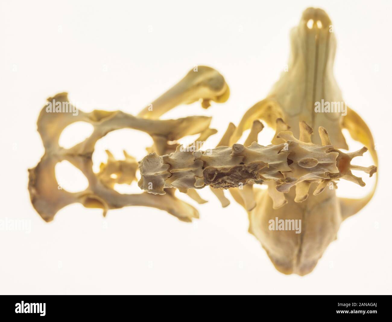 Abstract of animal bones on plain background calling attention to death ...