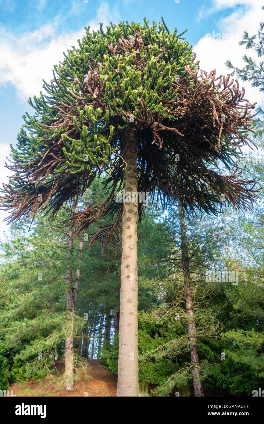 Monkey puzzle tree uk hi-res stock photography and images - Alamy
