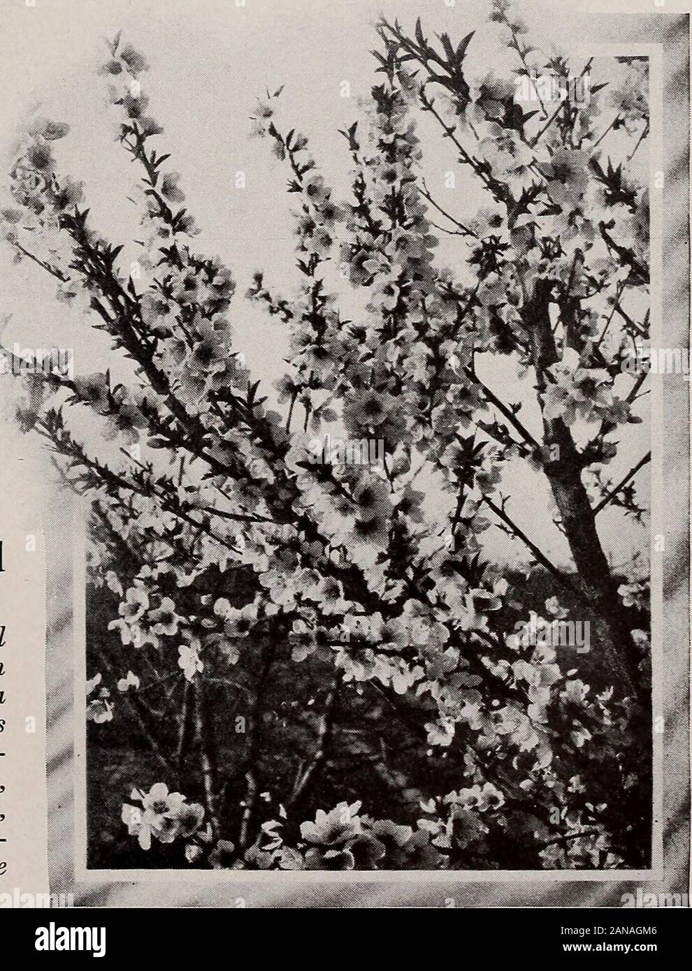 Mcgroarty hi-res stock photography and images - Alamy