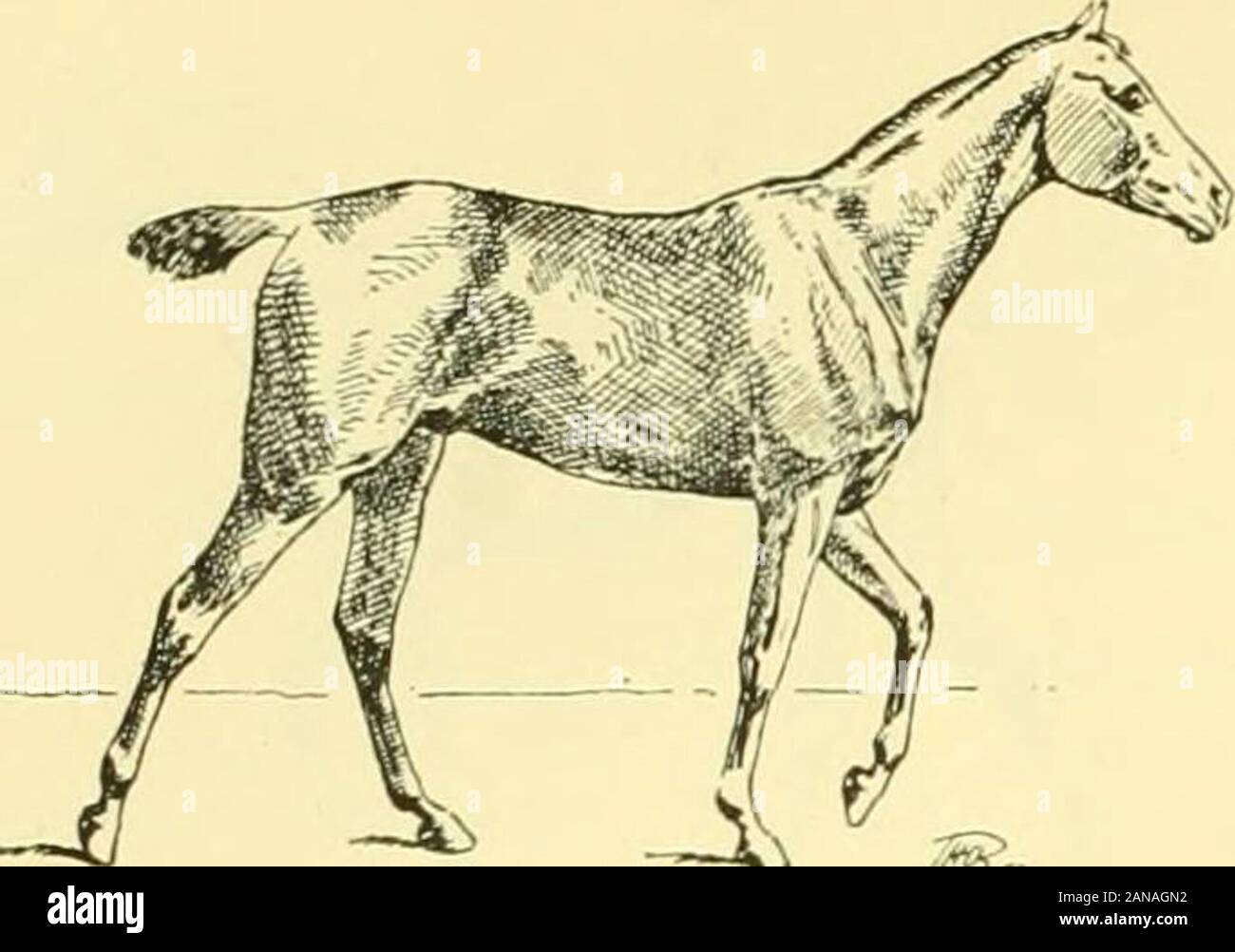 The points of the horse : a familiar treatise on equine conformation ...
