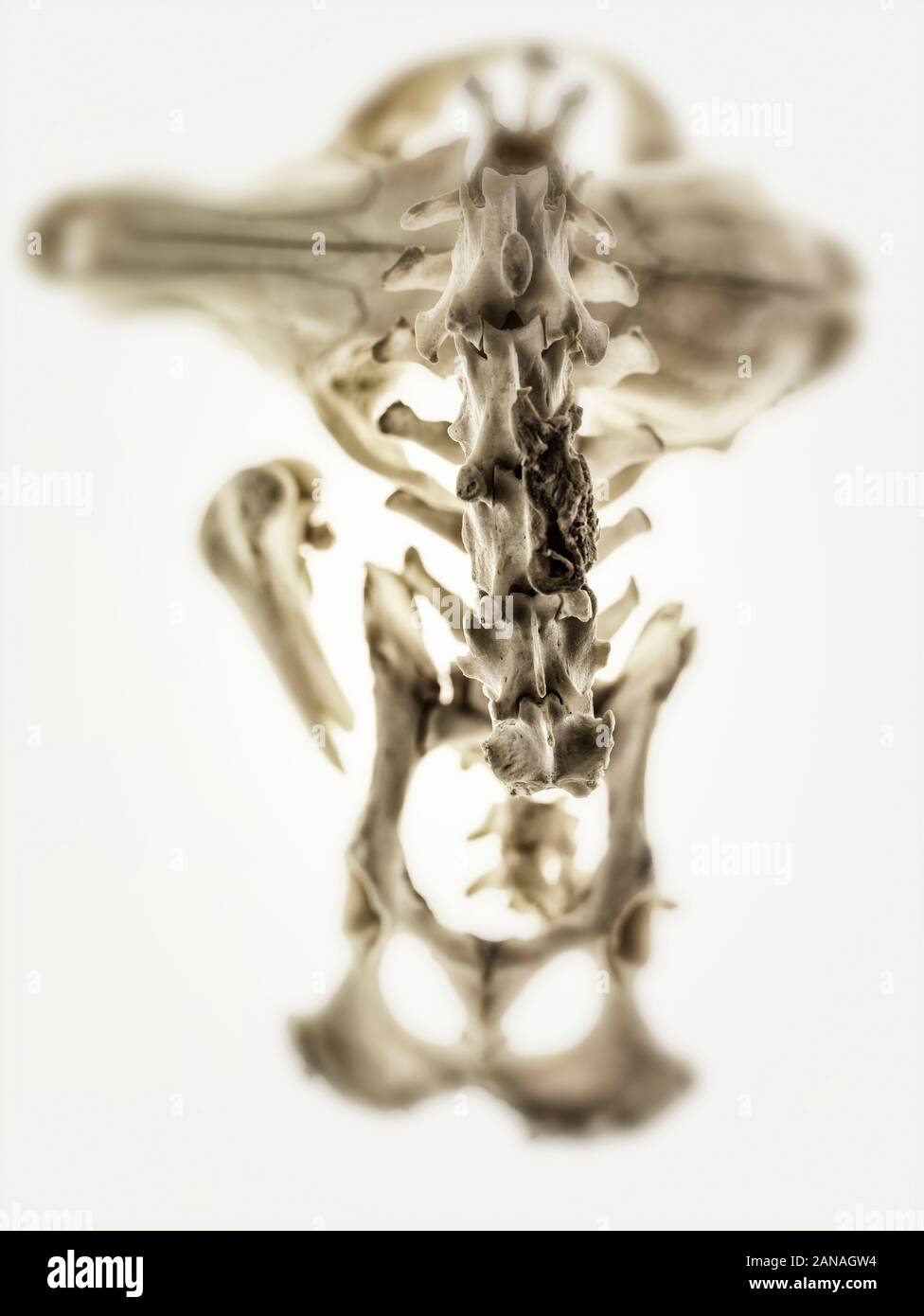 Still-life of skull, bones, alluding to death and other nefarious deeds ...