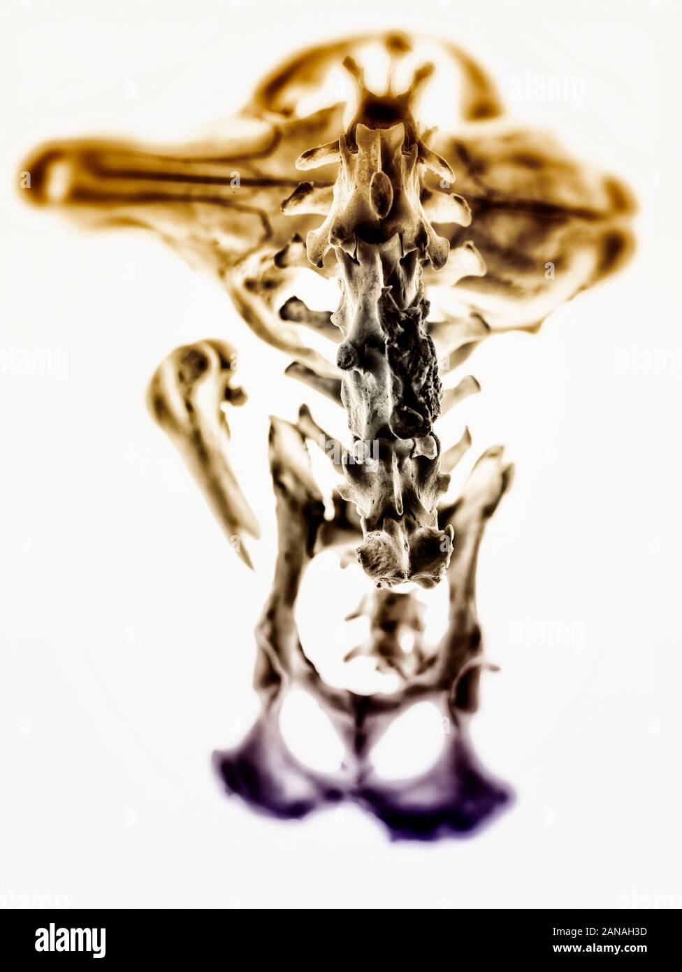 Still-life of skull, bones, alluding to death and other nefarious deeds ...