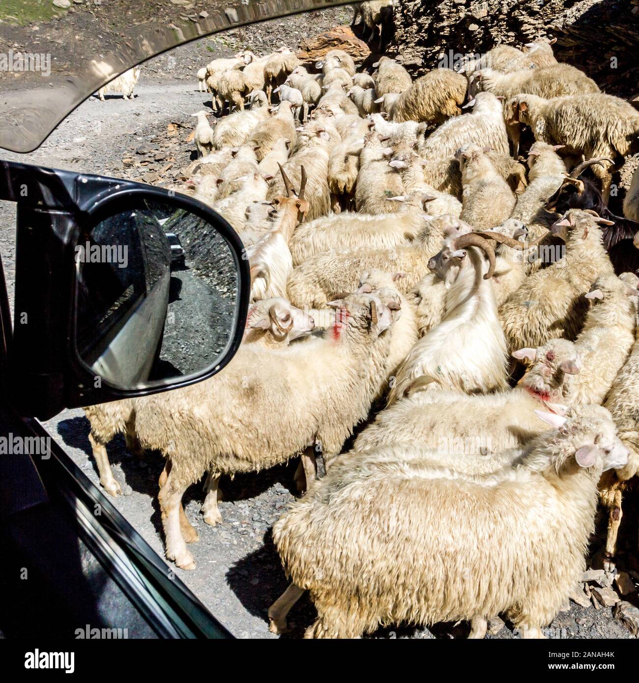 Flock of sheep blocked the mountain georgian road. Tourists car cannot ...