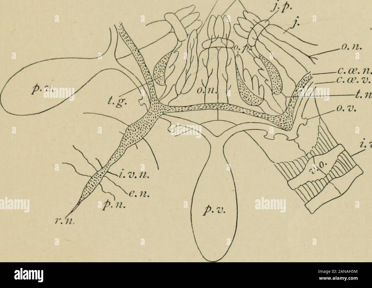 Genital slit hi-res stock photography and images - Alamy