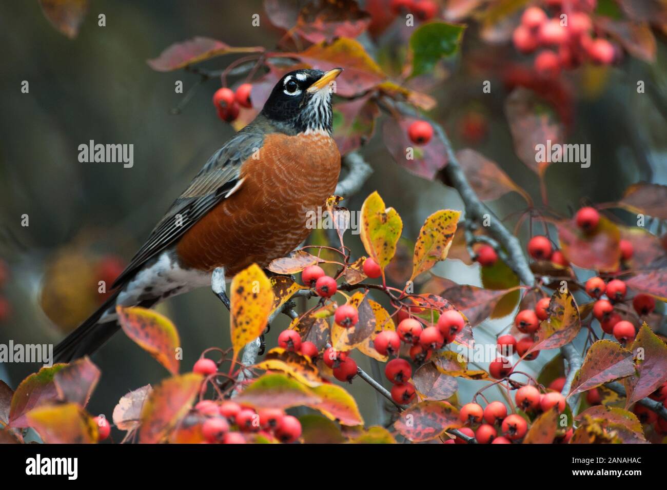 American robin feeding on crab apple berries in autumn Stock Photo - Alamy